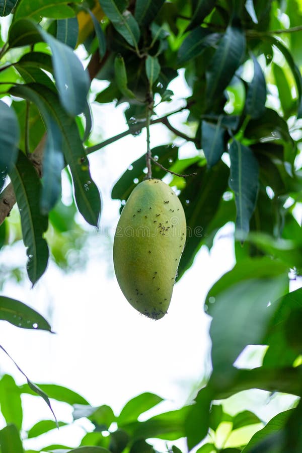 Farmer Hand Picking Mango from Mango Tree Stock Photo - Image of ...