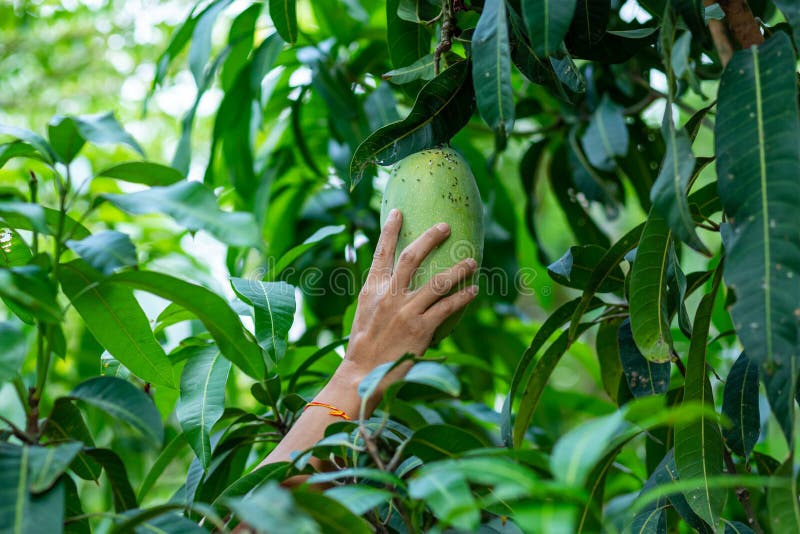 Farmer Hand Picking Mango from Mango Tree Stock Photo - Image of fresh ...