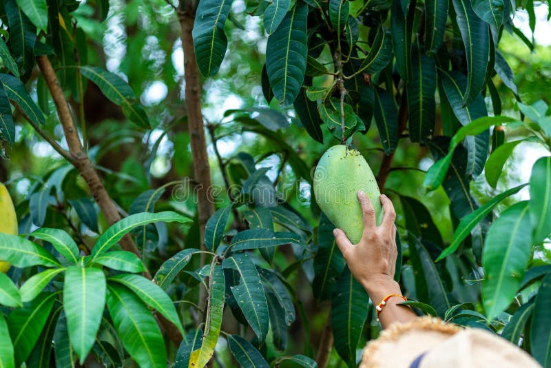 Farmer Hand Picking Mango from Mango Tree Stock Photo - Image of mango ...