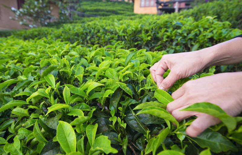 Farmer Hand Picking Up Tea Leaves Stock Image - Image of gardening ...