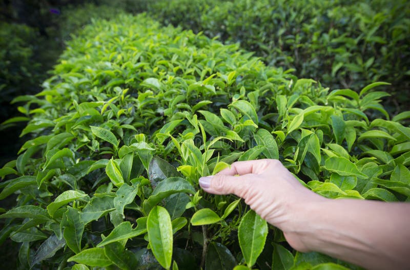Farmer Hand Picking Up Tea Leaves Stock Image - Image of outdoor ...