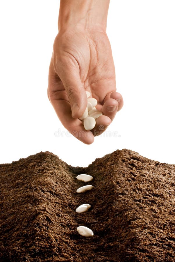 Farmer hand seeding stock image. Image of cultivate, concept - 14784655