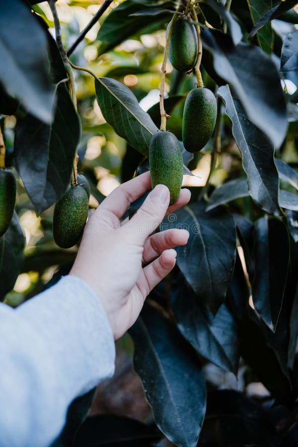 Avocado Bacon Tree Stock Photos - Free & Royalty-Free Stock Photos from ...