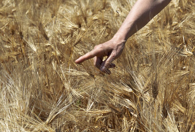 Farmer Hand in Wheat Field. Stock Image - Image of gold, farmer: 32158015