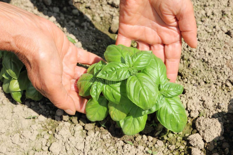 Farmer hands getting basil stock image. Image of farmland - 20340737