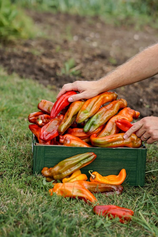 Farmer Hands Picking Sweet Bell Peppers Stock Image - Image of grass ...