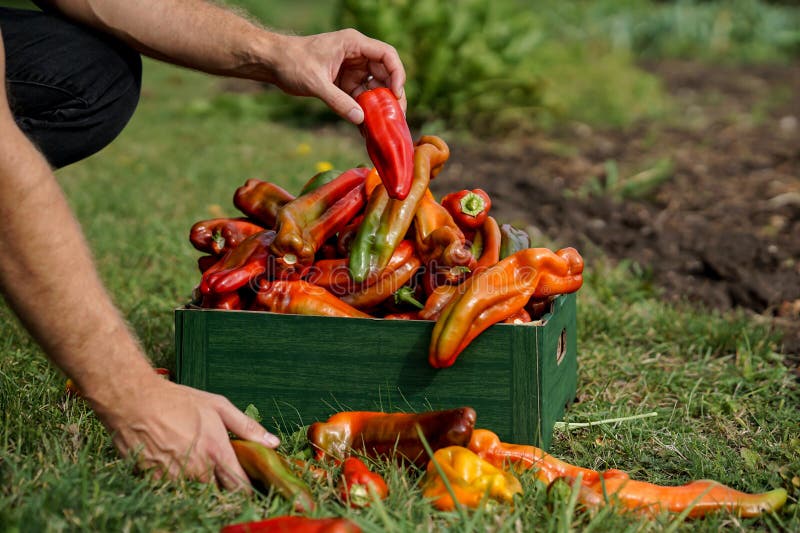 Farmer Hands Picking Sweet Bell Peppers Stock Photo - Image of harvest ...