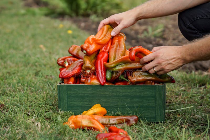 Farmer Hands Picking Sweet Bell Peppers Stock Photo - Image of fresh ...