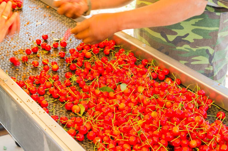 Farmer Hands Sorting and Processing Red Cherries Manually on Conveyor ...