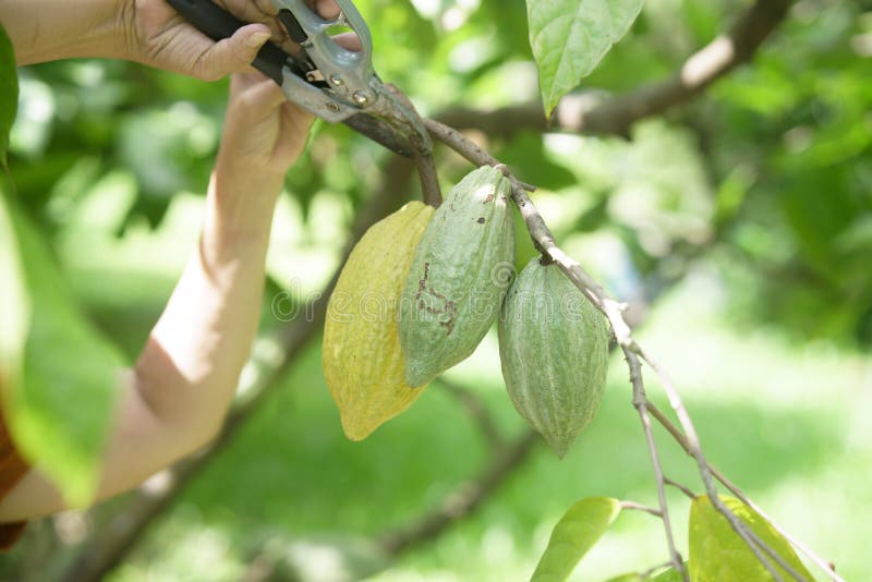 Farmer Harvest Cacao Bean Fruit Cocoa Pod from Tree Stock Photo - Image ...