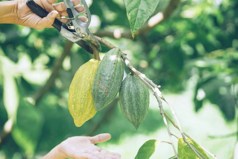 Farmer Harvest Cacao Bean Fruit Cocoa Pod from Tree Stock Photo - Image ...