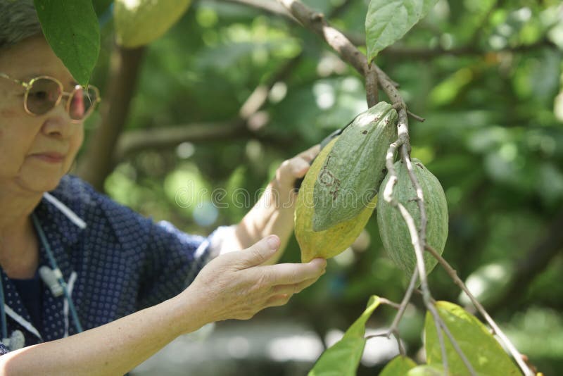 Farmer Harvest Cacao Bean Fruit Cocoa Pod from Tree Stock Photo - Image ...