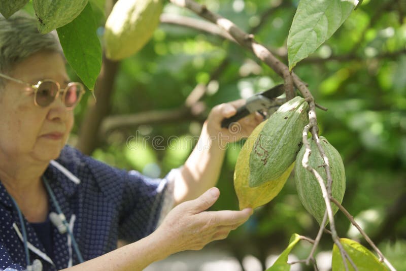 Farmer Harvest Cacao Bean Fruit Cocoa Pod from Tree Stock Photo - Image ...