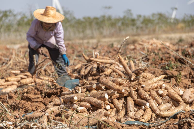 Farmer Harvest Cassava from Agriculture Field, Pile of Cassava Root for ...