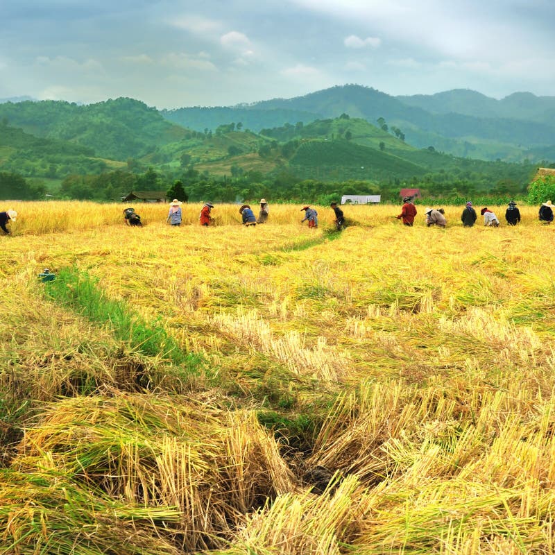 Rice Harvest, Paddy Rice Farm Stock Image - Image of background, crop ...