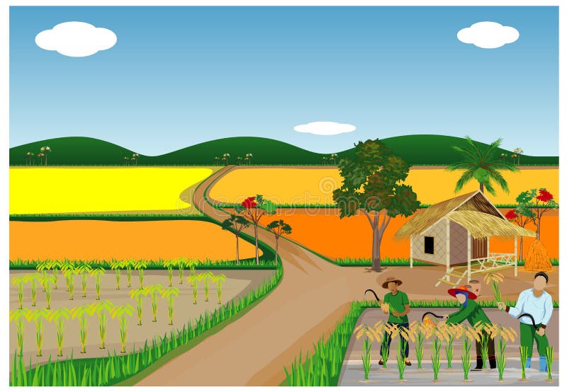 Farmer harvest rice stock illustration. Illustration of grass - 103809335