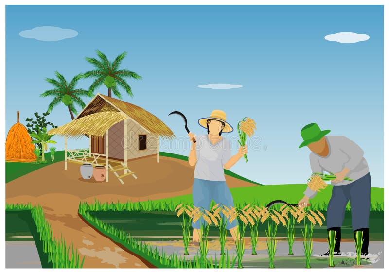 Harvest Rice Stock Illustrations – 10,376 Harvest Rice Stock ...