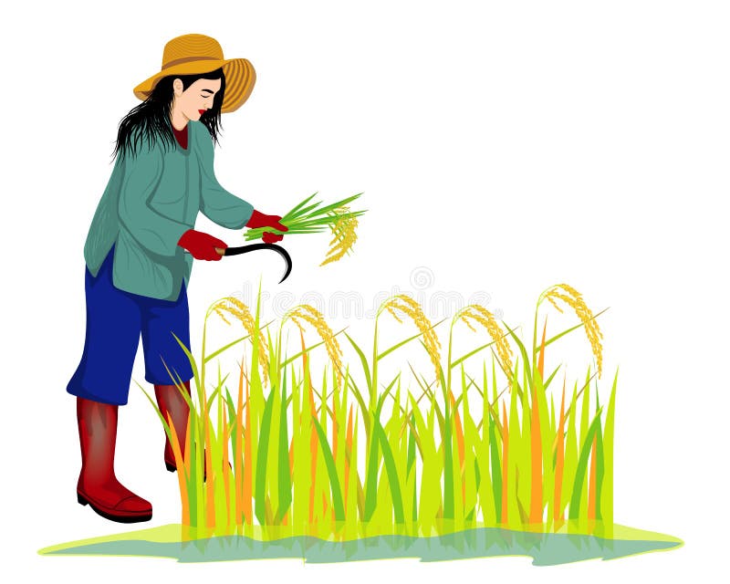 Farmer harvest rice stock vector. Illustration of thai - 140186840