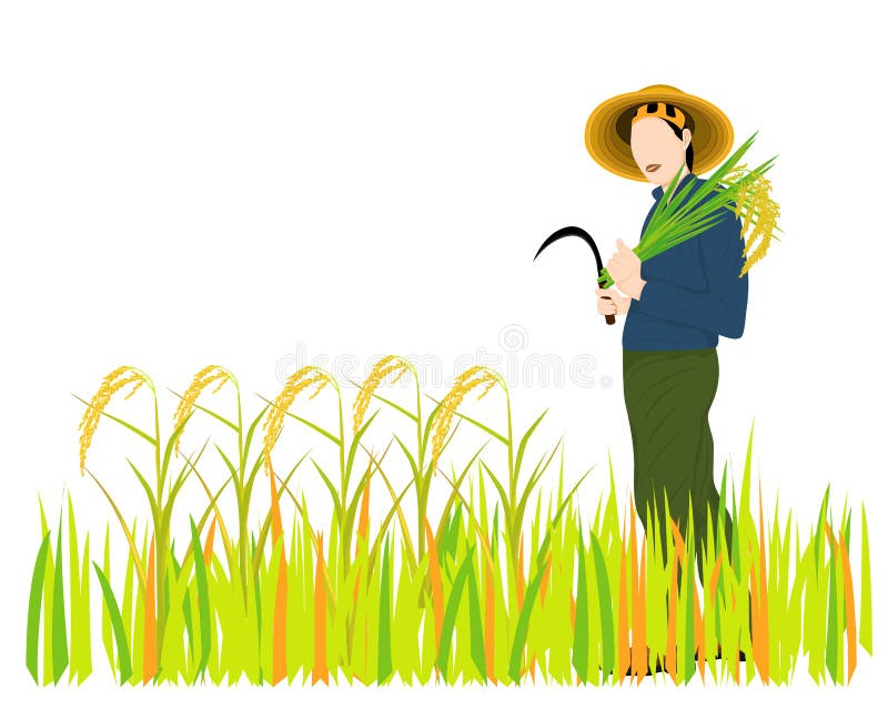 Farmer Sow Rice in Paddy Field Cartoon Shape Stock Vector ...