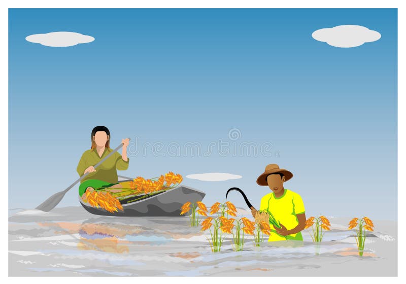 Farmer Harvest Rice Cartoon Shape Stock Vector - Illustration of grass ...