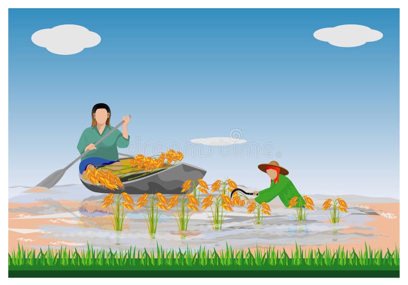 Farmer harvest rice stock vector. Illustration of paddy - 103811951
