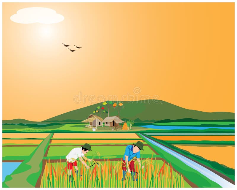 Farmer Harvest Rice In Paddy Field Stock Vector - Illustration of work ...