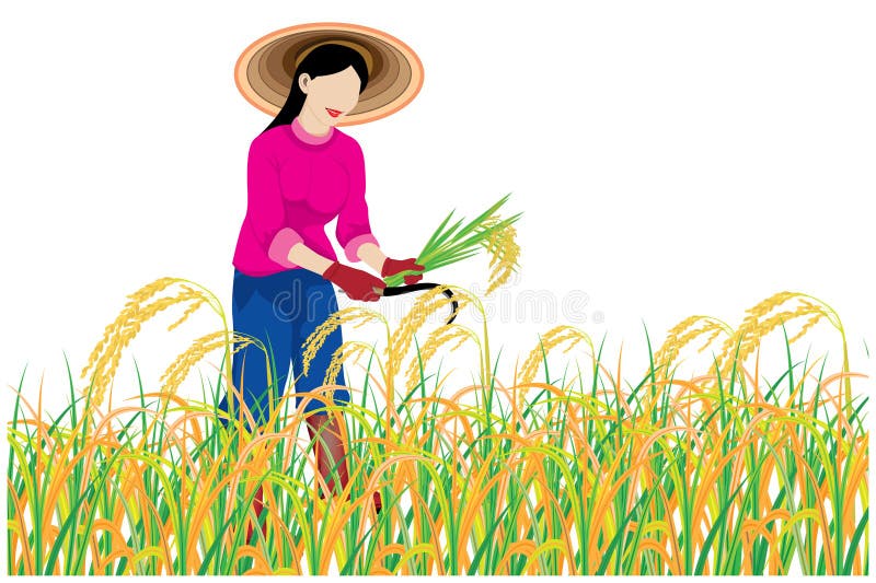 Farmer Harvest Rice on White Background Vector Design Stock Vector ...