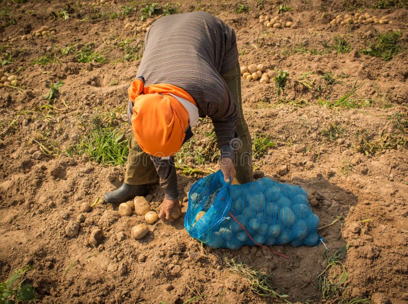 Farmer Harvested Potatoes in a Potato Field. Stock Photo - Image of ...
