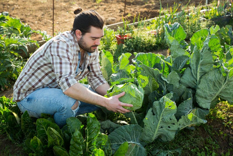 Farmer Harvesting Cabbage at Plantation Stock Image - Image of greenery ...