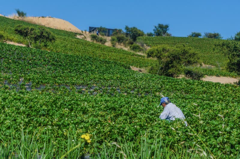 Farmer Harvesting on a Field during Daytime Editorial Stock Photo ...