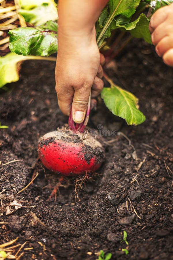 Fresh Red Beetroot with Green Leaves and Scattered Cubes, Isolated on a ...