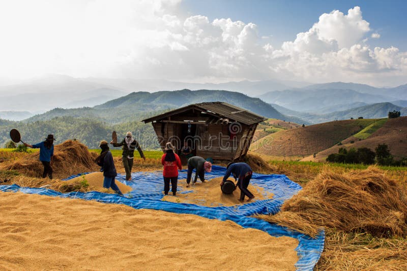 Harvesting paddy fields stock photo. Image of agriculture - 5054106
