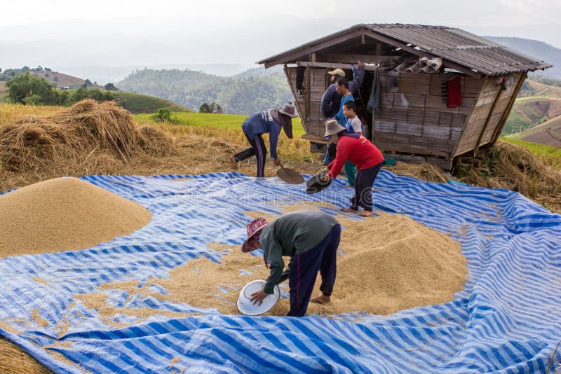 Farmer is Harvesting Original Jasmine Paddy Rice Editorial Photography ...