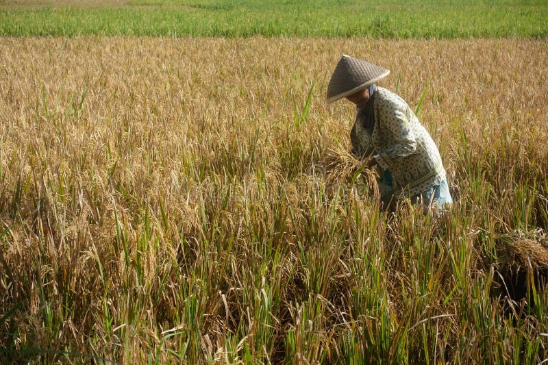 A Farmer Harvesting Paddy on the Rice Fields Editorial Photo - Image of ...
