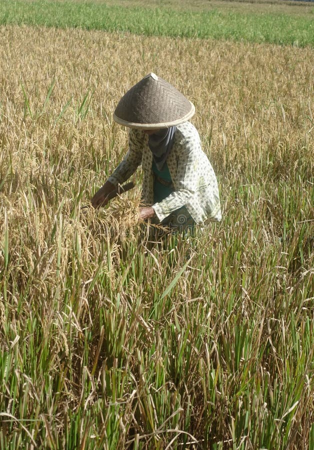 A Farmer Harvesting Paddy on the Rice Fields Editorial Photography ...