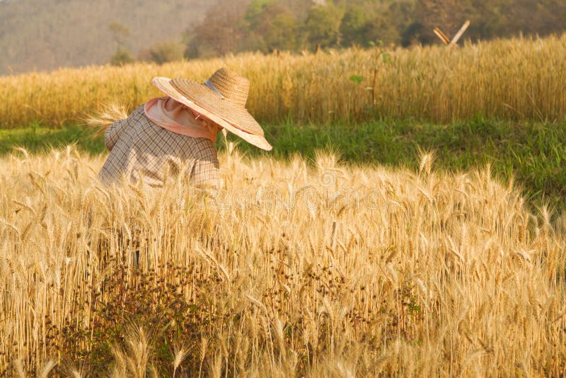Farmer harvesting paddy stock photo. Image of nature - 29820400
