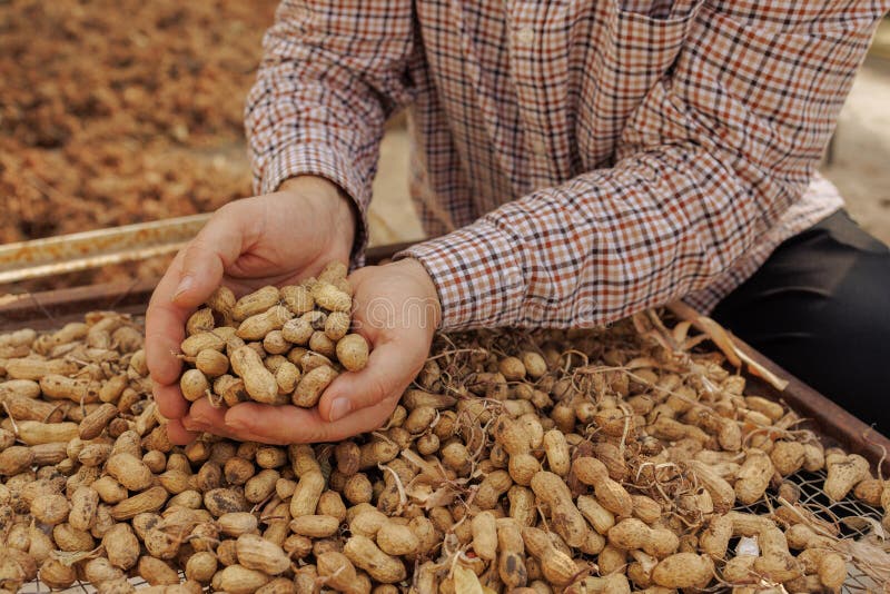 389 Peanuts Production Stock Photos - Free & Royalty-Free Stock Photos ...