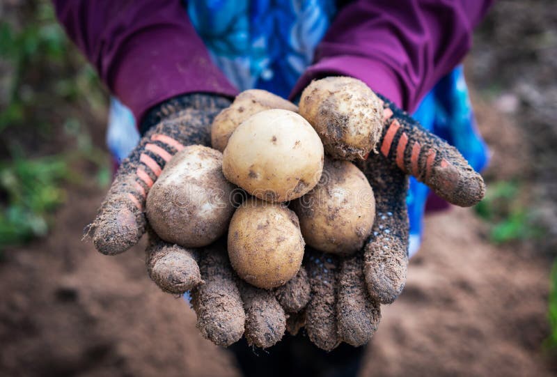 Farmer harvesting potatoes stock image. Image of hand - 245776225