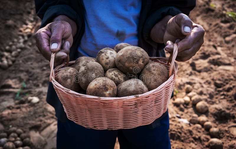 Farmer harvesting potatoes stock image. Image of organic - 245776241