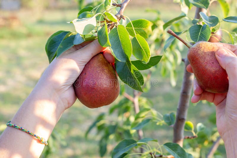 Farmer Harvesting Red Pears from a Tree in the Garden. Fruit Harvest ...