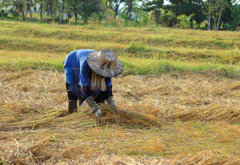 Farmer harvesting rice stock photo. Image of cultivate - 28474986