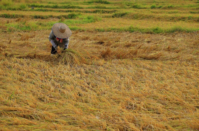 Farmer harvesting rice stock image. Image of country - 28475115