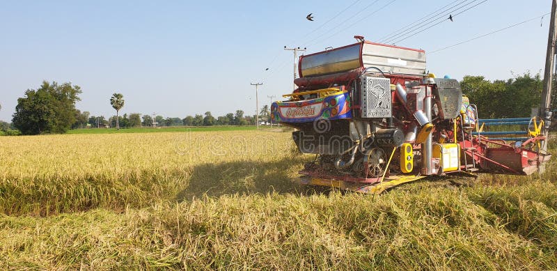 Farmer are Harvesting Rice Field by Harvest Machine Editorial Stock ...
