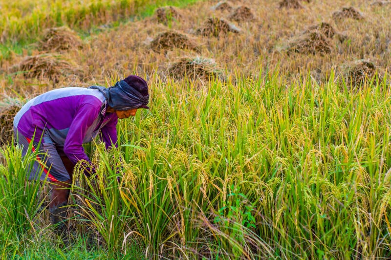 A Farmer is Harvesting Rice in a Field. Tegal, Central Java, Indonesia ...