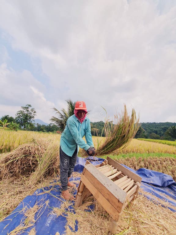 Farmer harvesting rice editorial stock image. Image of kuningan - 275996434