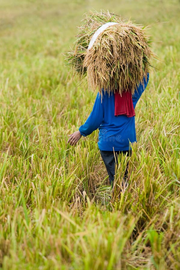 Farmer Harvesting Rice Paddy Stock Photo - Image of human, carry: 5567622