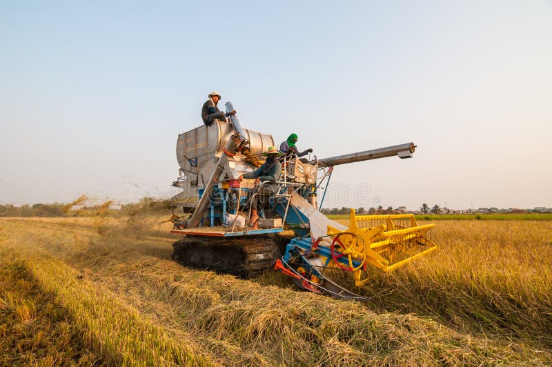 Farmer Harvesting Rice in Paddy Field with Harvest Car Editorial ...