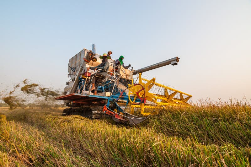 Farmer Harvesting Rice in Paddy Field with Harvest Car Editorial ...