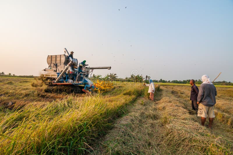 Farmer Harvesting Rice in Paddy Field with Harvest Car Editorial Photo ...