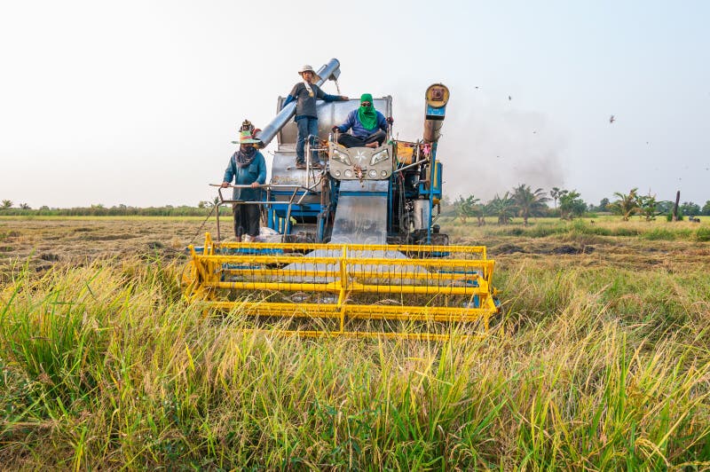 Farmer Harvesting Rice in Paddy Field with Harvest Car Editorial Stock ...